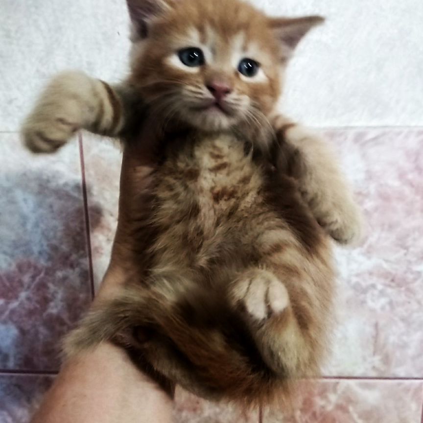 Котенок.Рыжий мальчик.Месяц и неделя