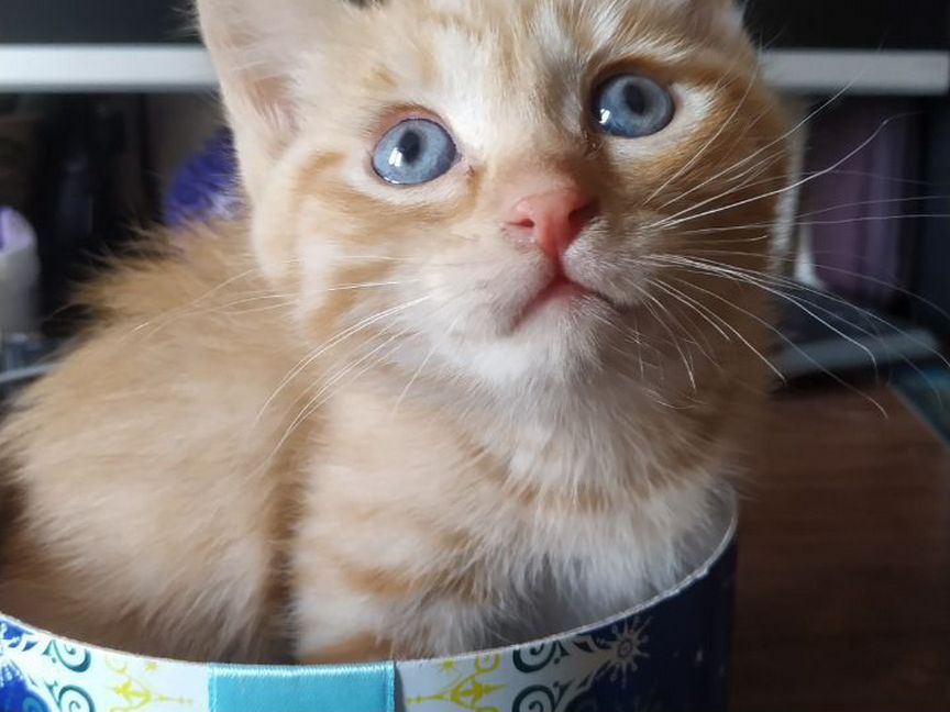 Рыжий котенок мальчик бесплатно