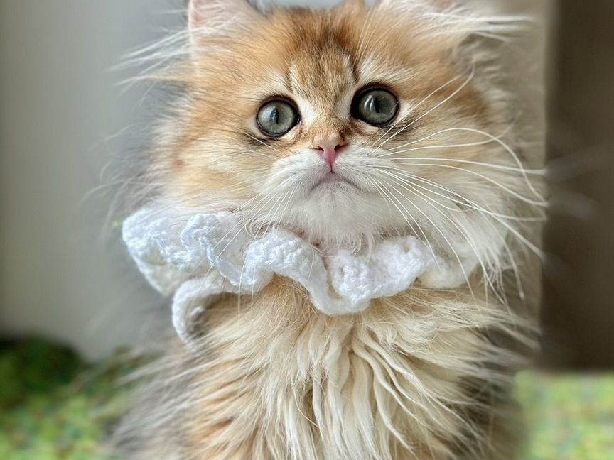 Шикарный кот шоу тип золотая шиншилла blh ny11