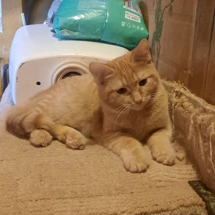 Котята в добрые руки бесплатно
