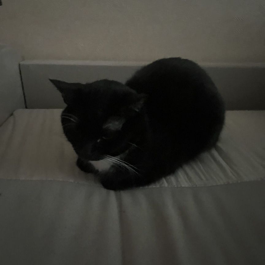 Кошка