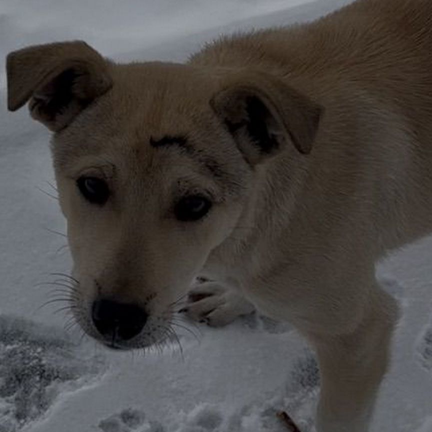 Щенок в добрые руки