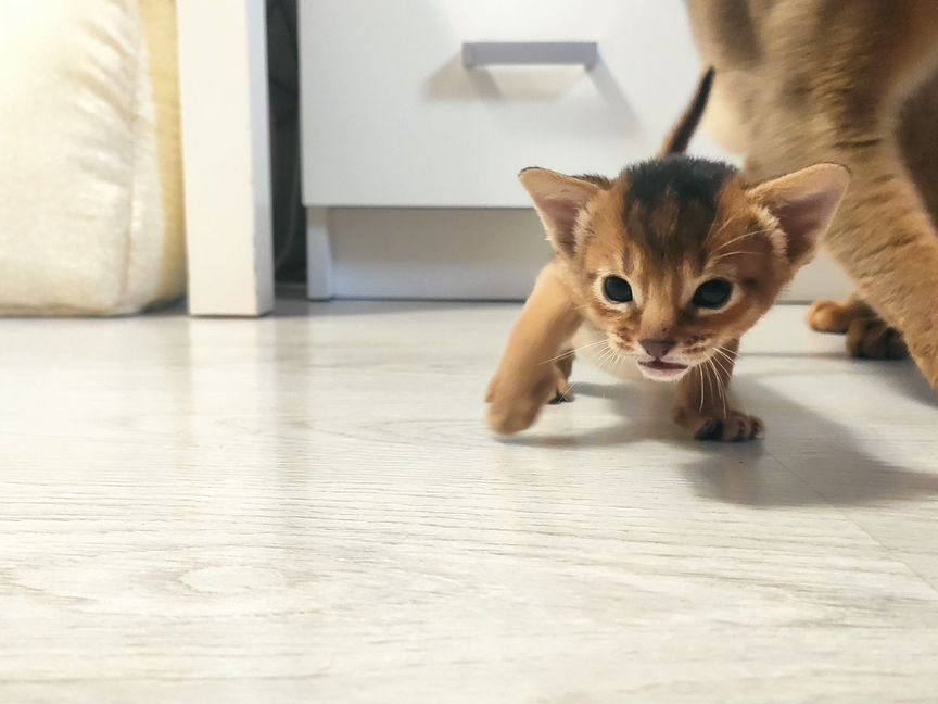 Абиссинские котята чистокровные