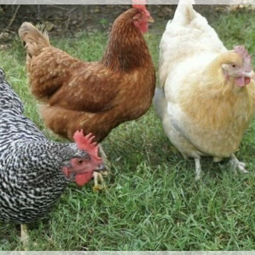 Куры несушки