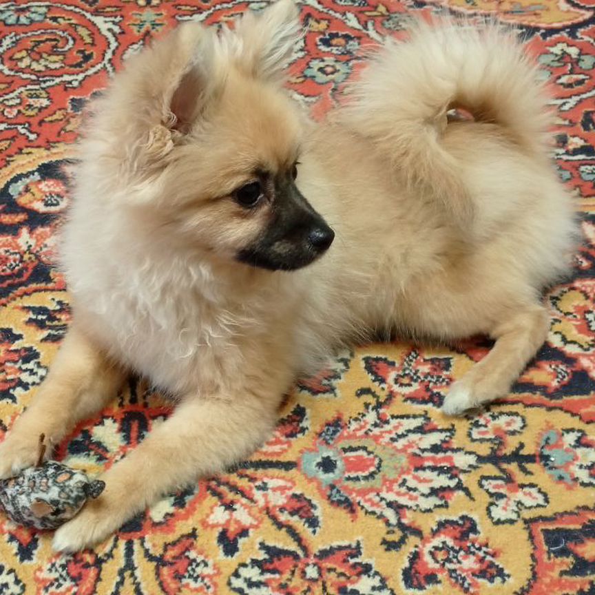 Померанский шпиц, щенок