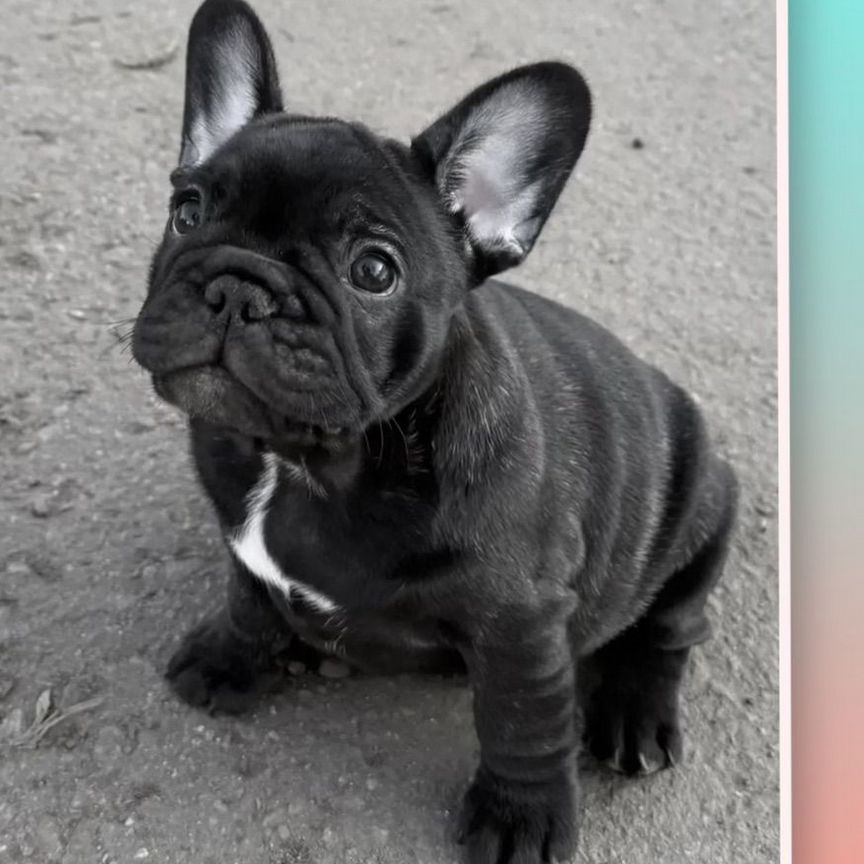 Французский бульдог, щенок