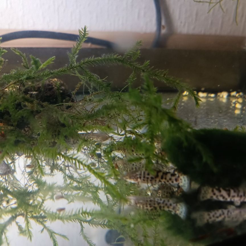 Аквариумные жители