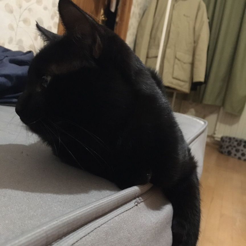 Вязка тайский кот