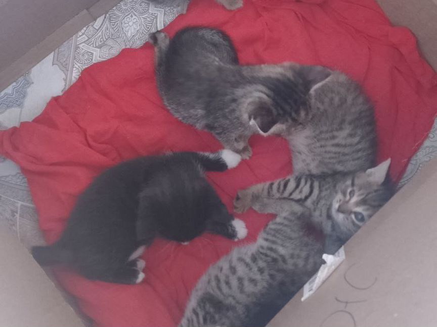 Милые пухлики-котята в добрые руки