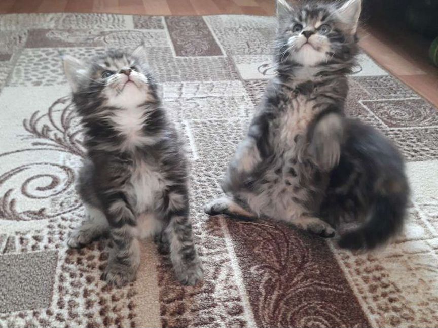 Котята мейн-кун