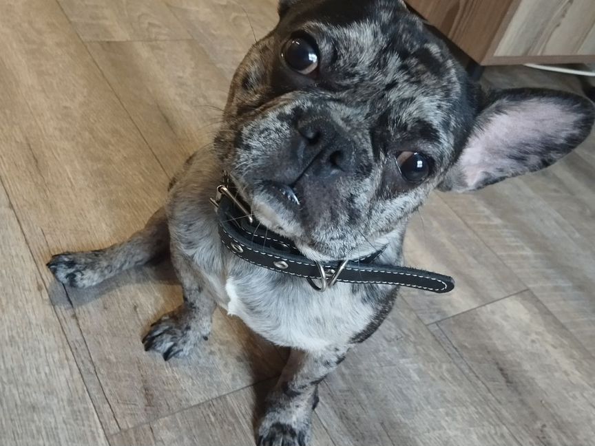 Французский бульдог