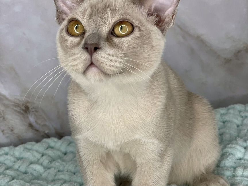 В Разведение Лиловый Бурма мальчик и девочка