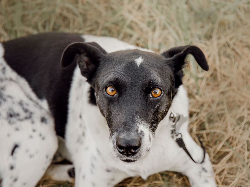 Анри ищет дом