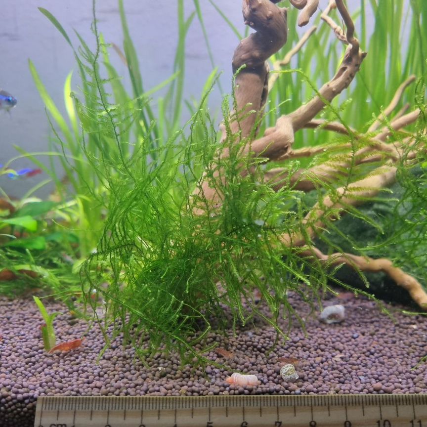 Яванский мох