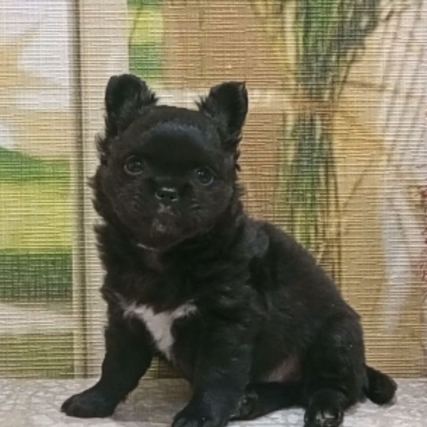 Мальчик чихуахуа