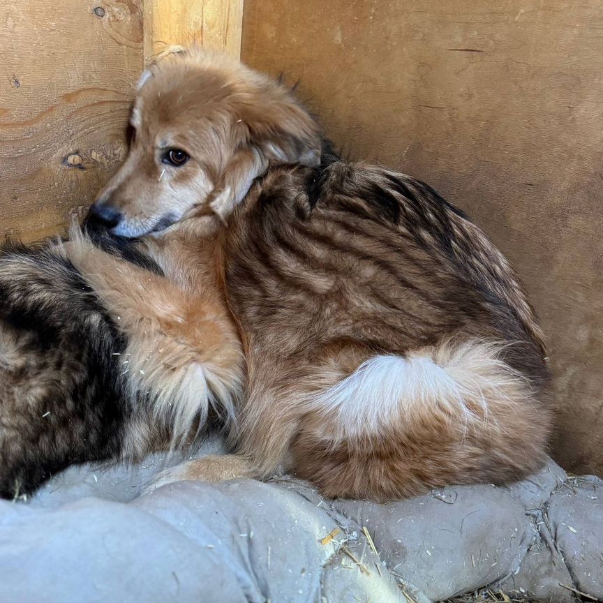 Взрослый пёс в добрые руки