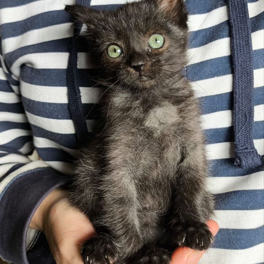 Котёнок Мишелька в добрые руки