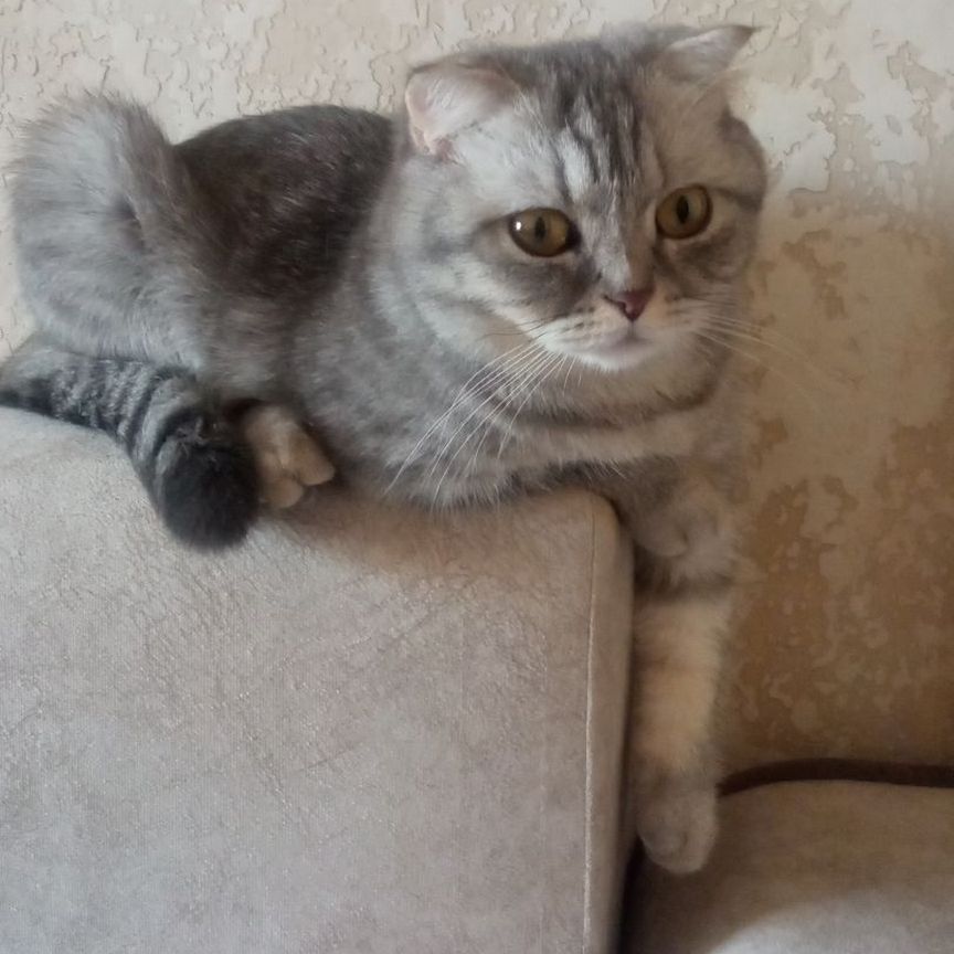 Шотландская вислоухая