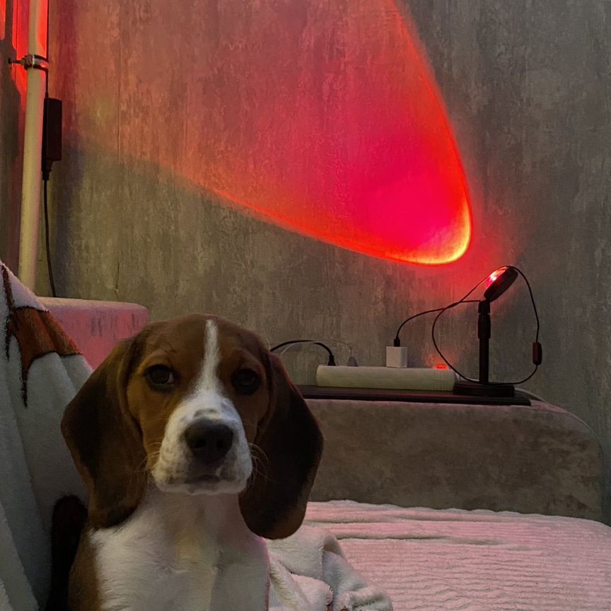 Щенок Бигль девочка