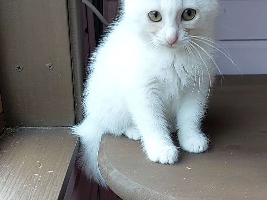 Котенок девочка, принцесса, 2,5 мес