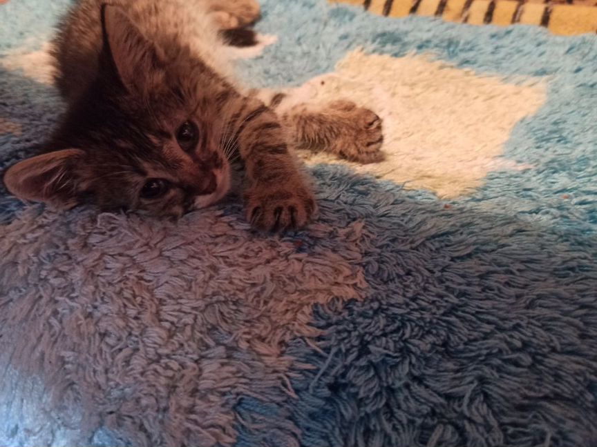Малыш котенок 1,5мес
