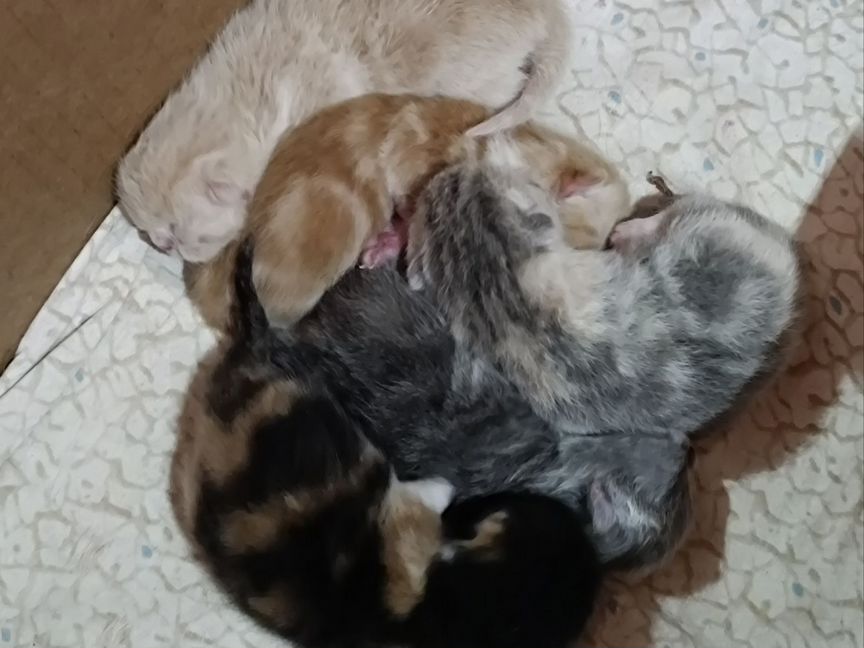 Экзотические короткошерстные котята