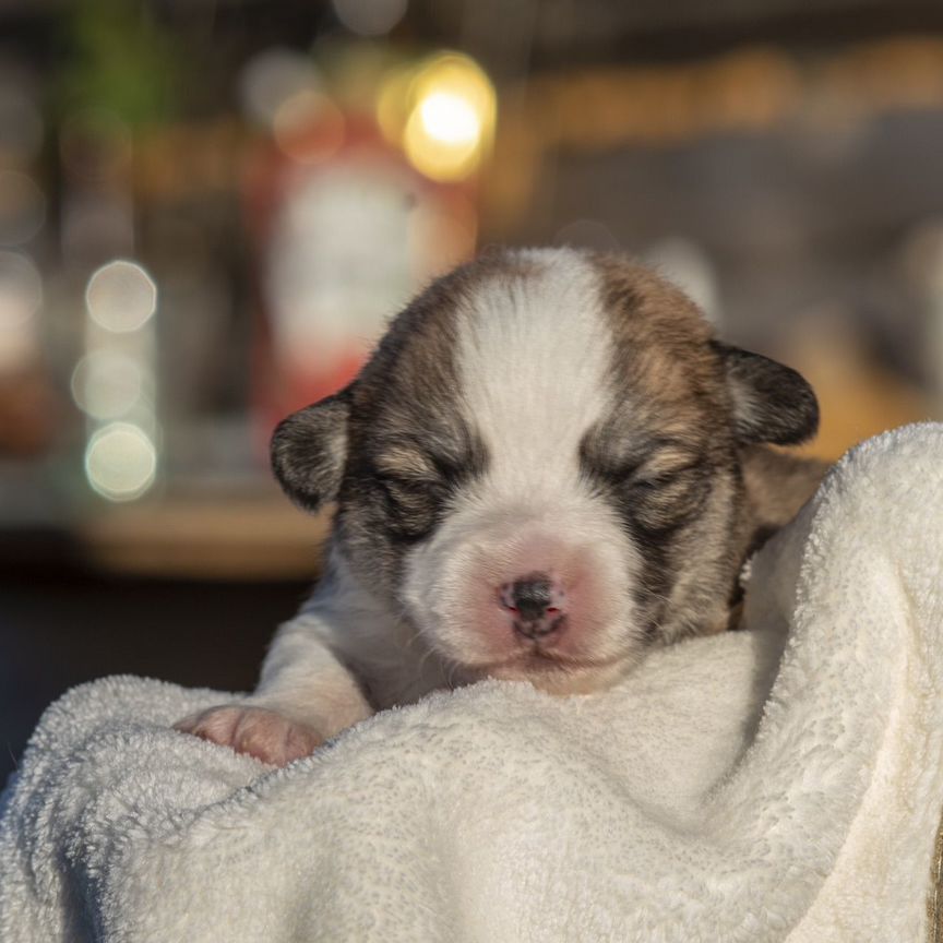 Щенки вельш корги песброк