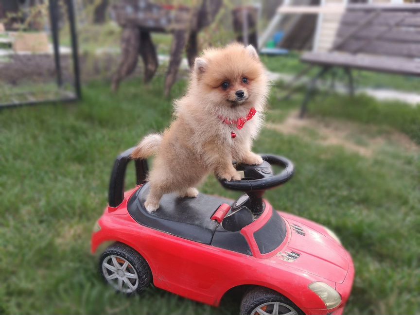 Красотка померанского шпица