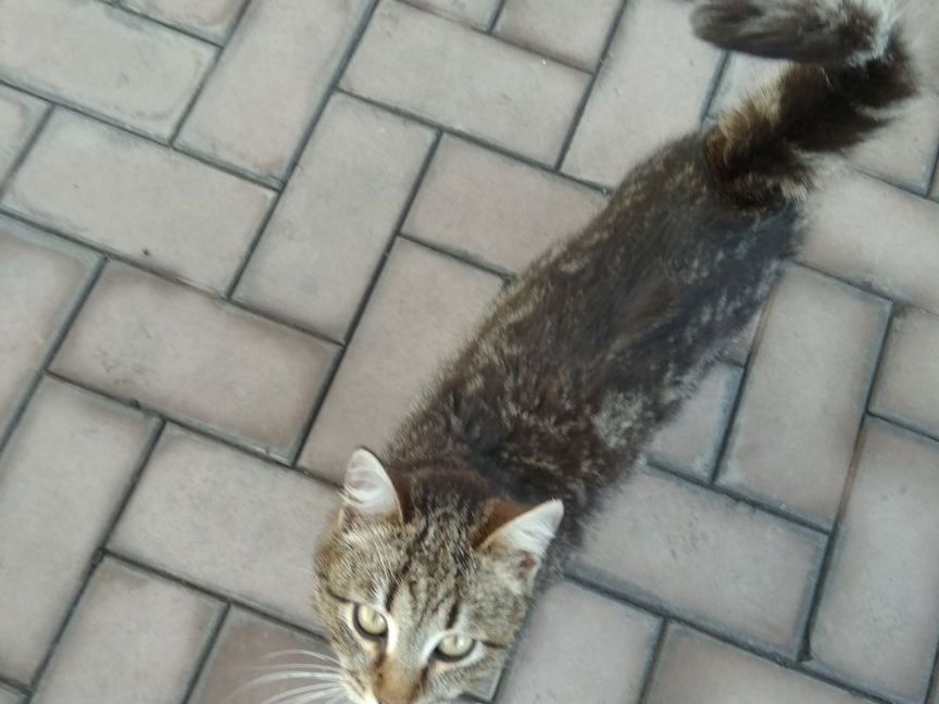 Отдам котенка в добрые руки.Мальчик