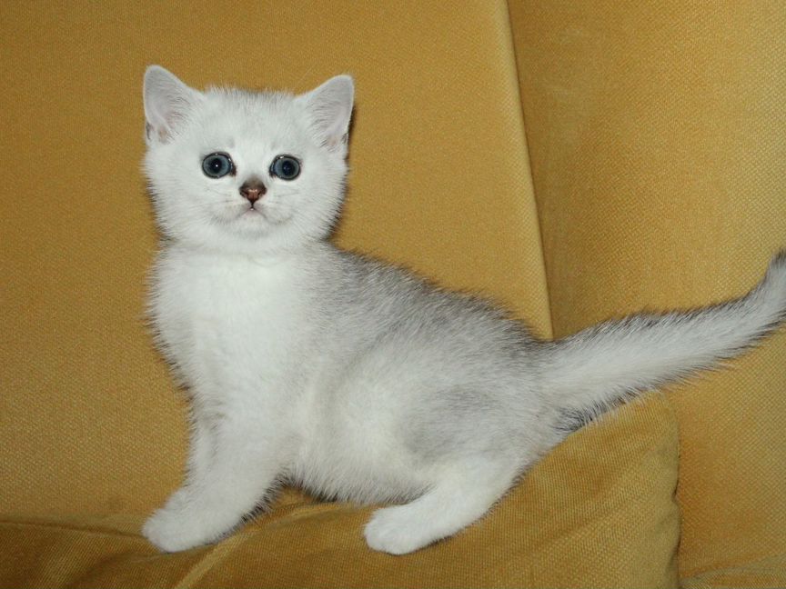 Британская серебристая шиншилла