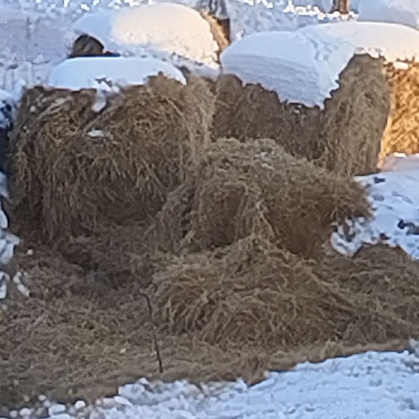 Солома ячменная