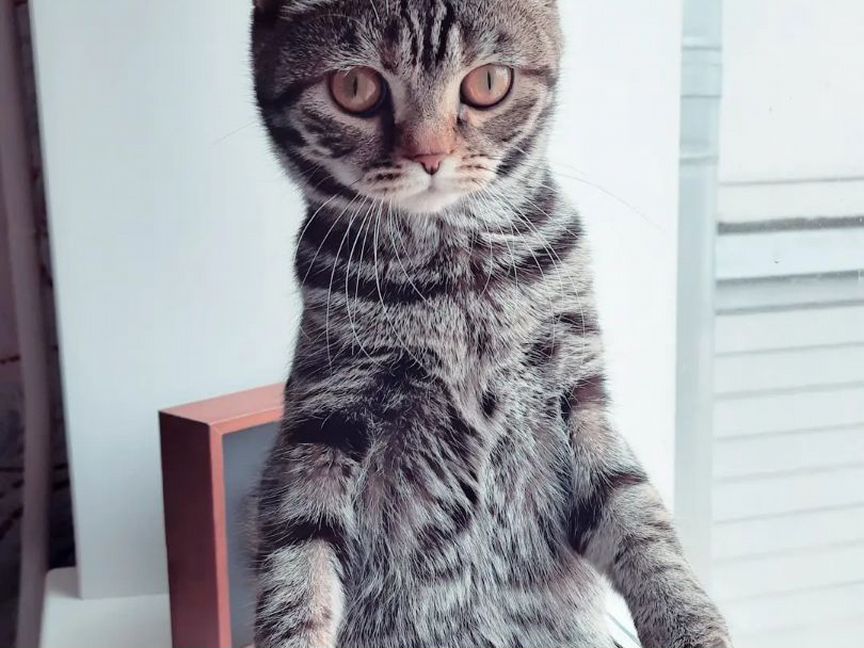 Кошка