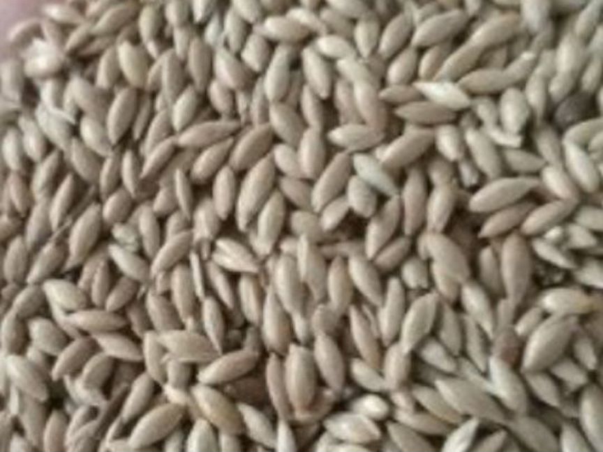 Канареечное семя