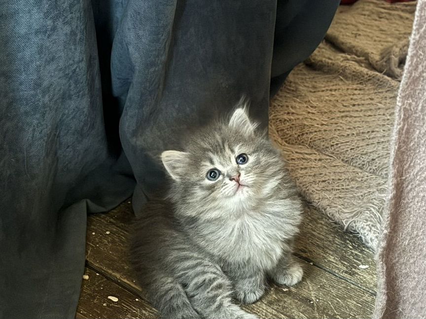 Котята сибирской кошки