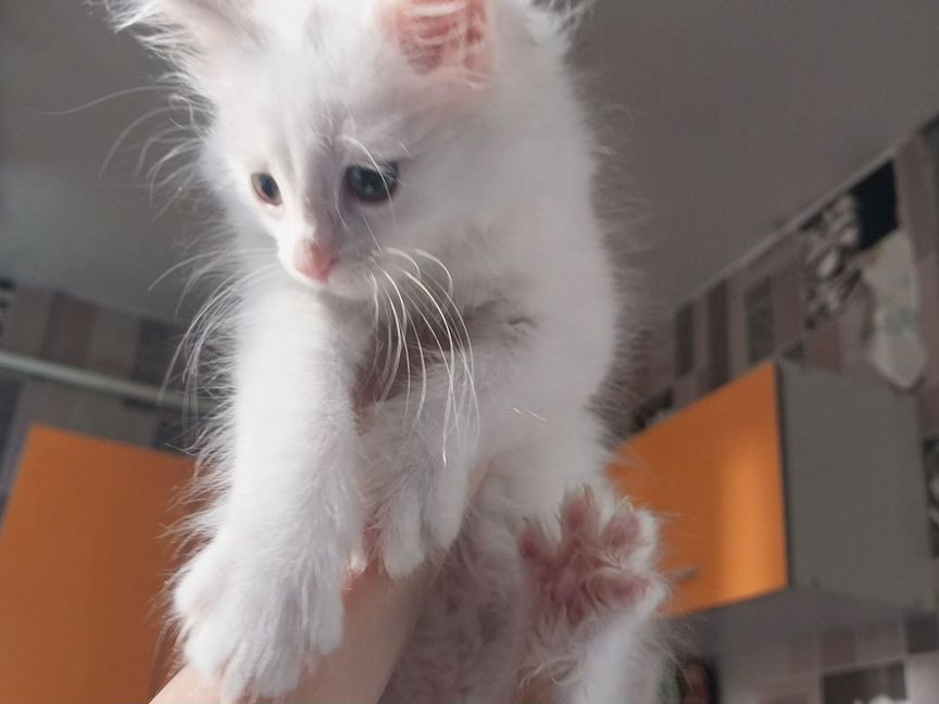 Котенок турецкой ангоры(2 месяца)