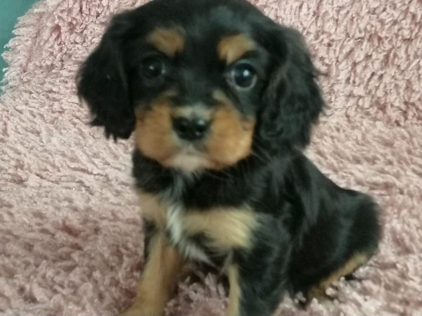 Щенки кавалер кинг чарльз с голландскими корнями