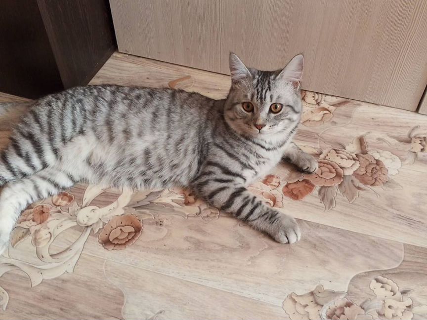 Кошки