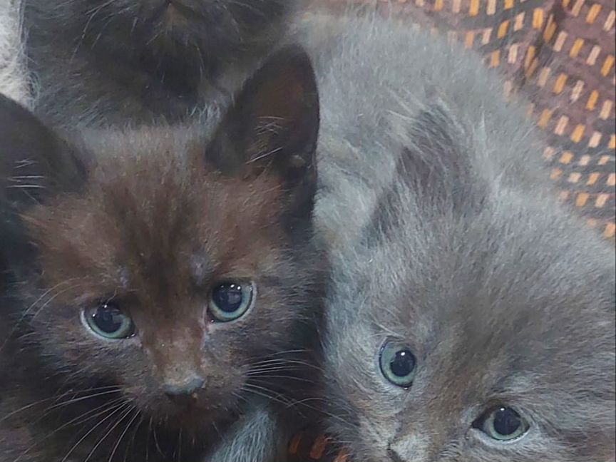 Кошки