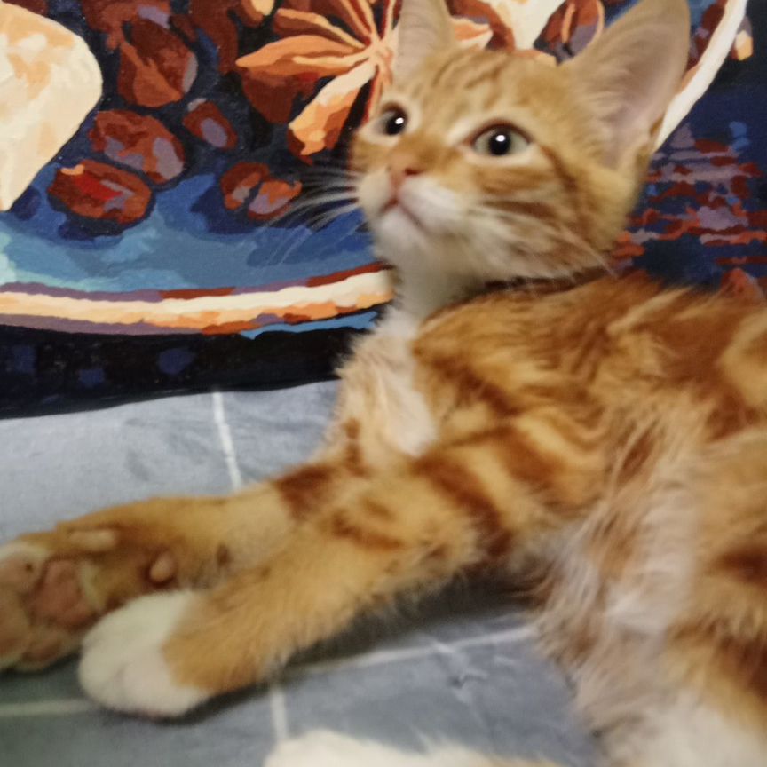 Котёнок в добрые руки