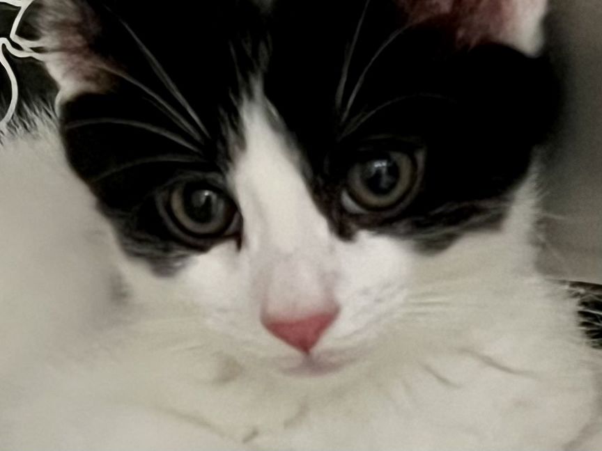 Котенок 2,5 месяца - Красавец Любимчик