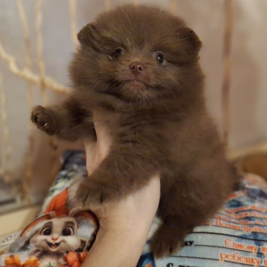 Померанский шпиц, щенок