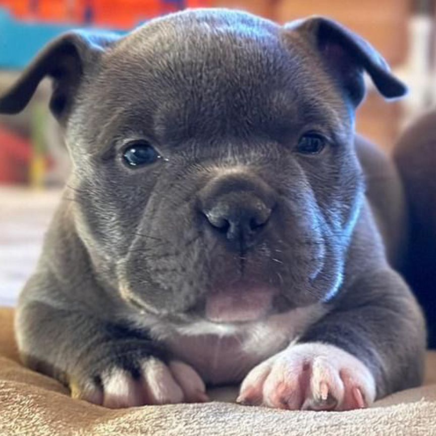 Американские булли супер