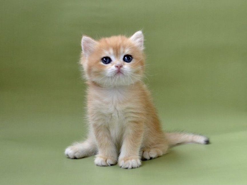 Золотые и колорные шиншиллы