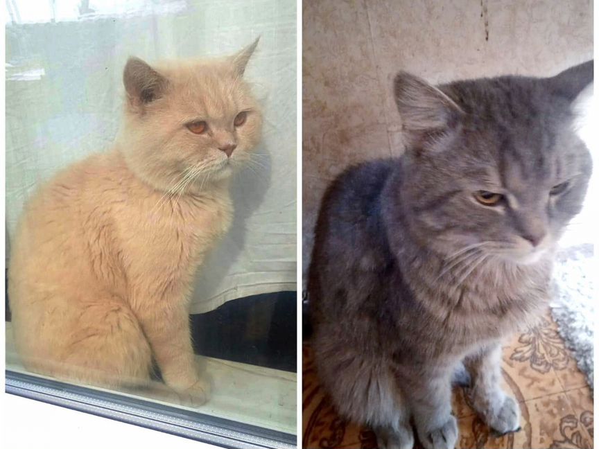 Британская возможно