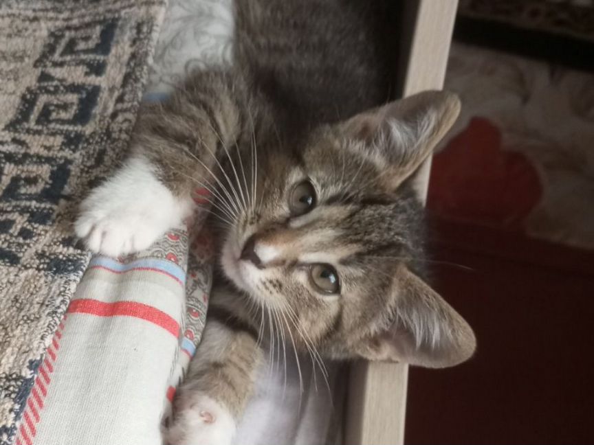Котенок котик ищет семью