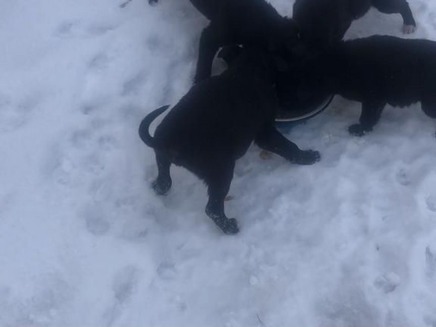 4 щенка ищут дом