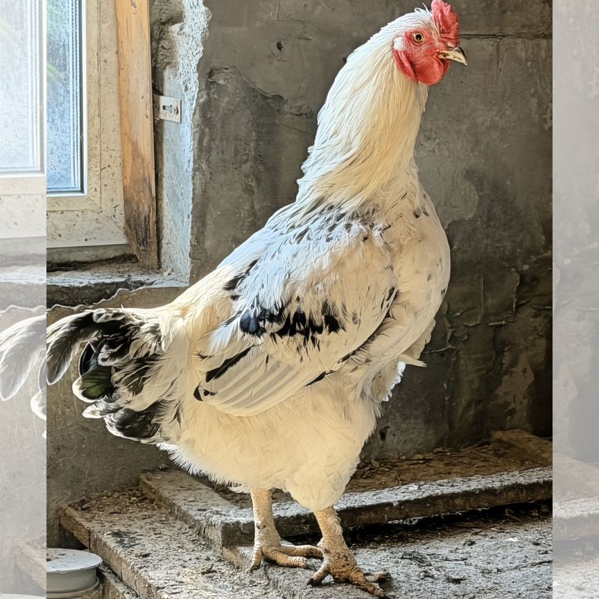 Молодые петухи