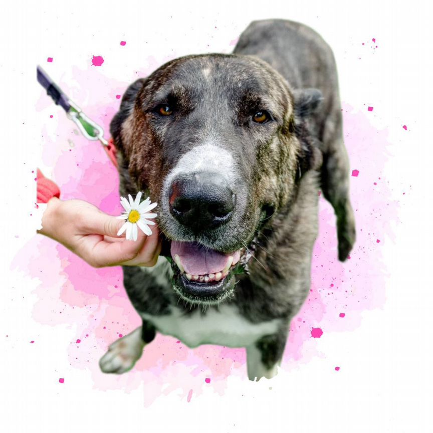 Собака из приюта в добрые руки