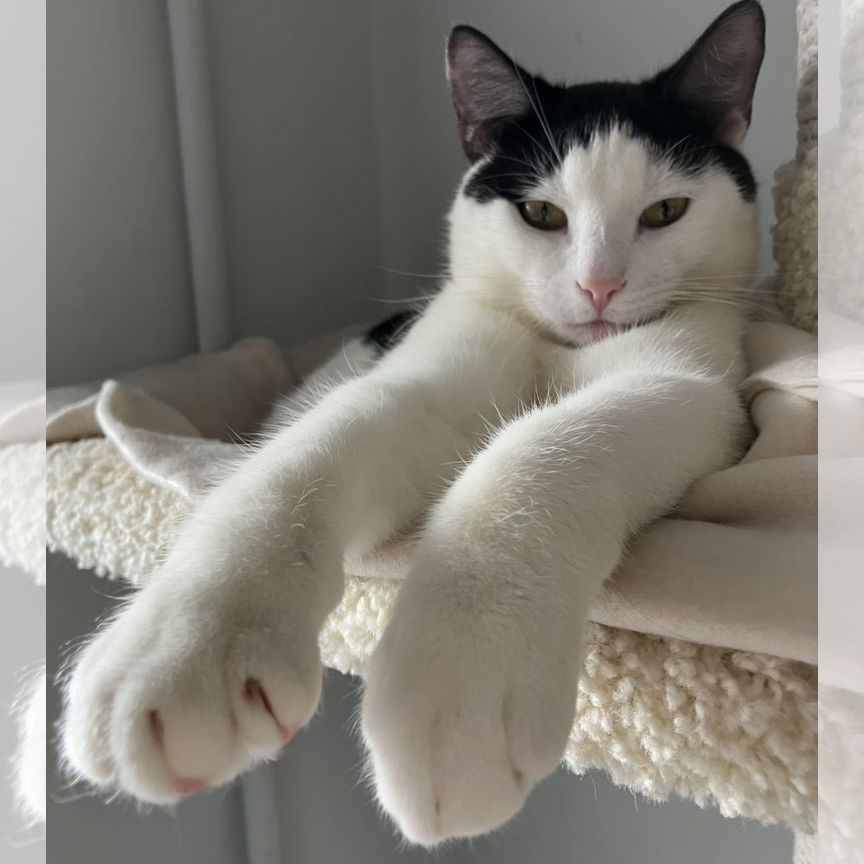 Взрослый кот в добрые руки