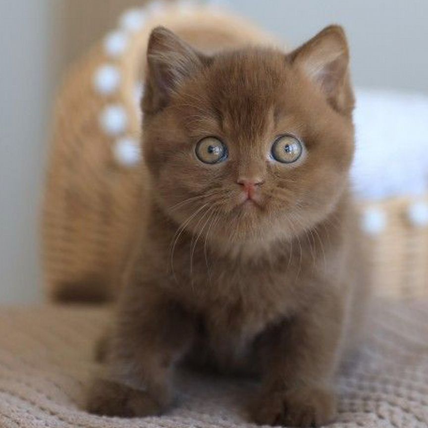 Британский короткошёрстный котёнок